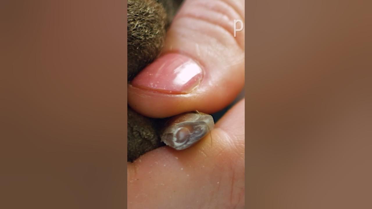 Jak obcinać psu pazury? #shorts - YouTube