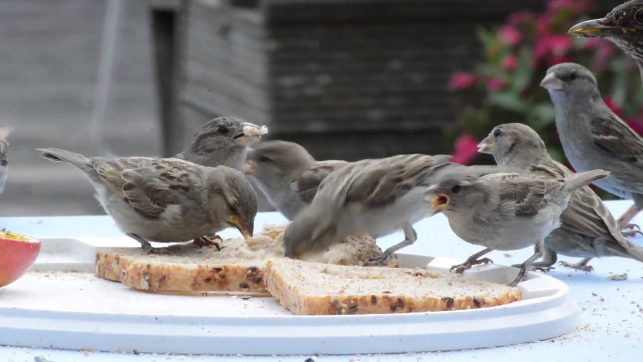 Zelfs de Musjes proeven het verschil - YouTube