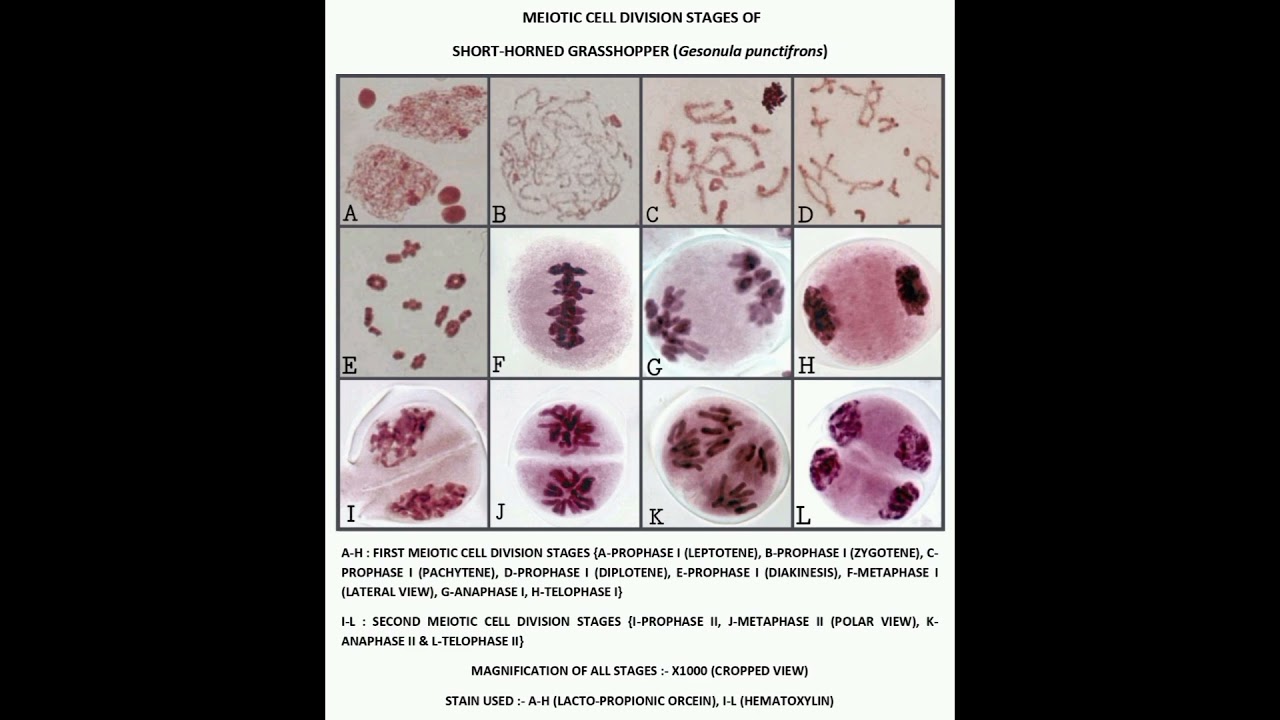 Stages Of Meiosis Under Microscope Meiosis: Meiotic Cell Division,