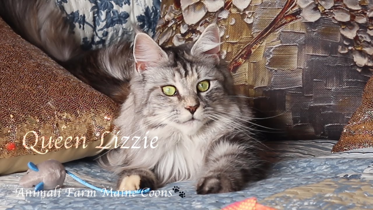 Introducing…Our Maine Coon Queen Lizzie!🦁 - YouTube