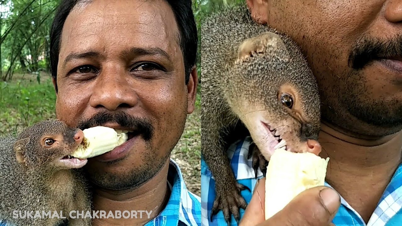 PET MONGOOSE IN A VILLAGE OF INDIA (গ্রামের পোষা বেজি দেখুন ) - YouTube