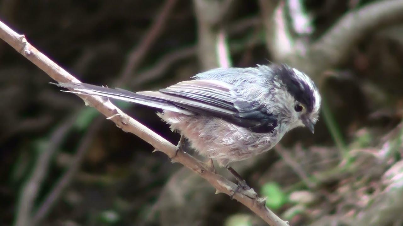 Mito común (Aegithalos caudatus) Long-tailed Tit - YouTube
