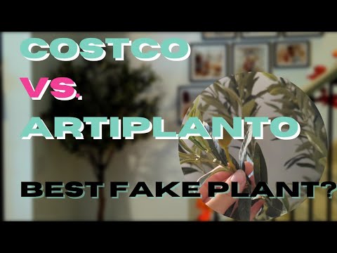 Costco Olive Tree Review / Fall Decor Around my House 🍂🍁 - YouTube