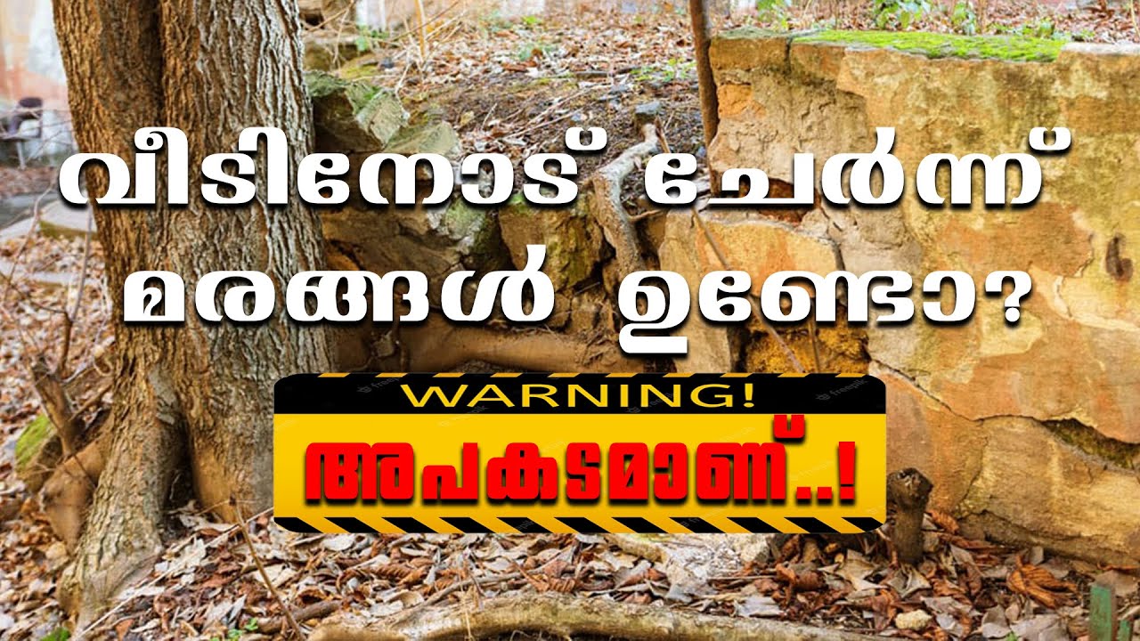 Tree roots going into House Foundation in Kerala #homedot #hometech # ...