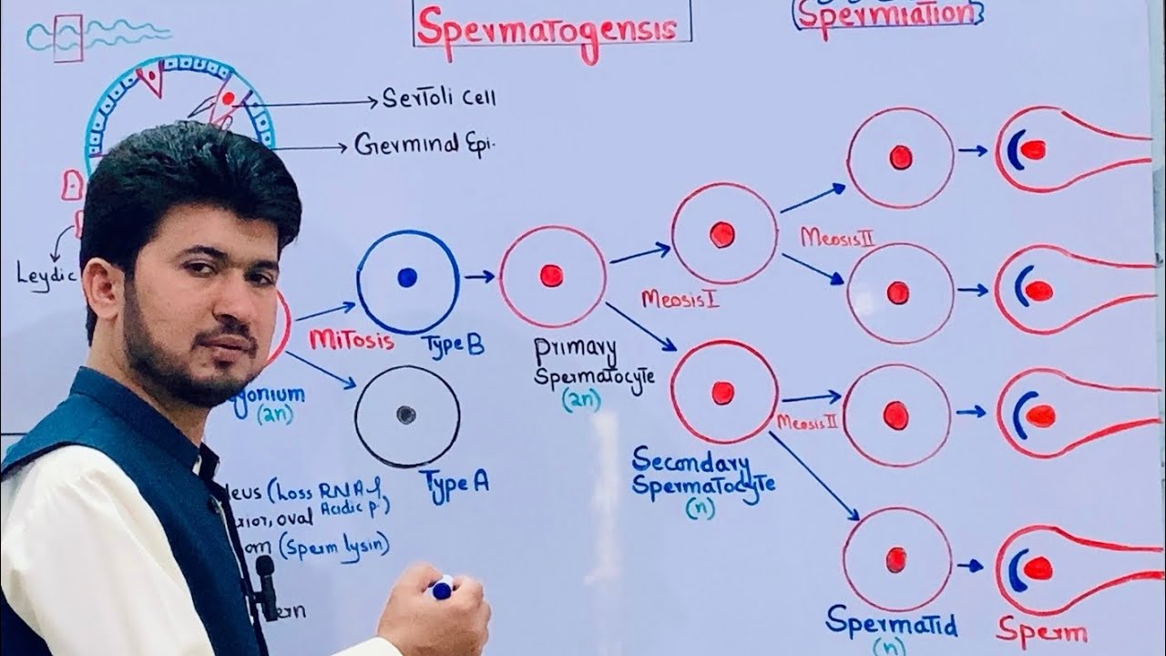 Spermatogenesis class 12| Spermiogenesis| Spermiation - YouTube