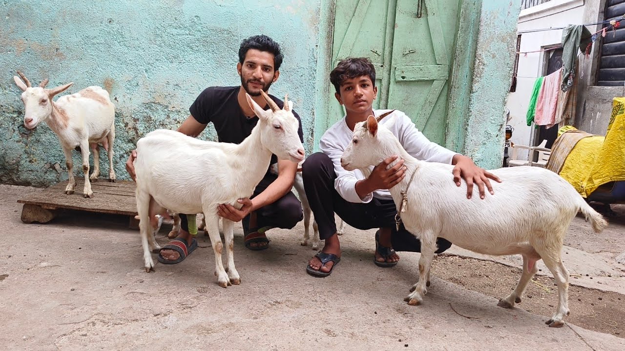 Quality Bantam goats at MR goat farm Aurangabad Maharashtra - YouTube