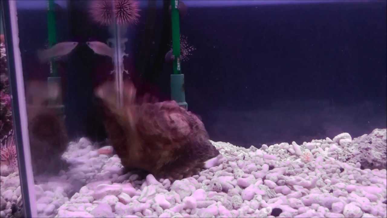 Stonefish Explosive Feeding at the Cook Islands Whale & Wildlife Centre ...