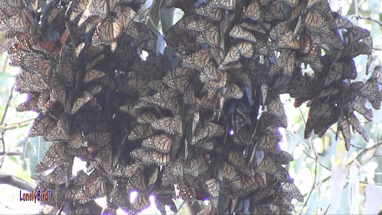 Monarch Butterflies Cluster at Ardenwood Farms Part 6 - YouTube