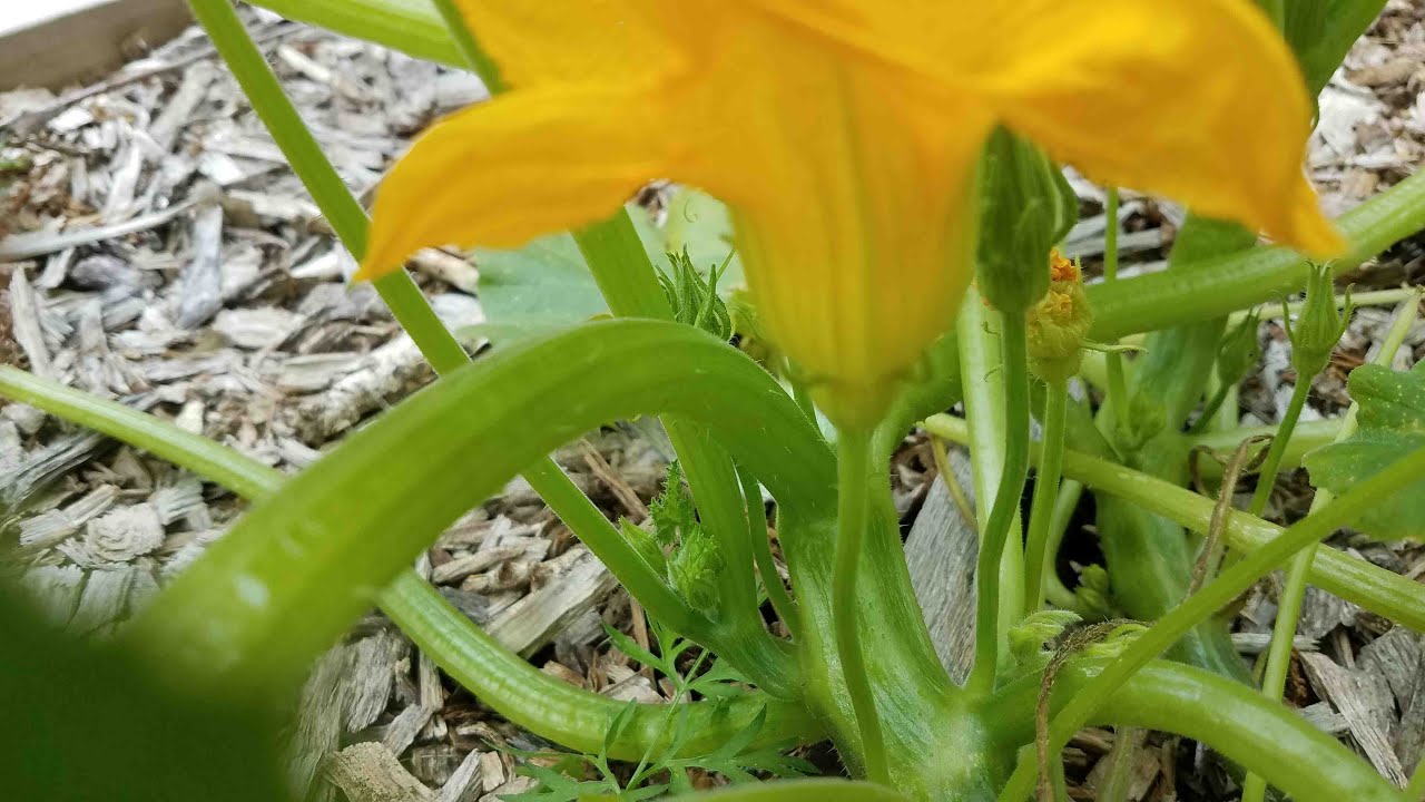 A Little About Pollination in General and Squash in Particular - YouTube