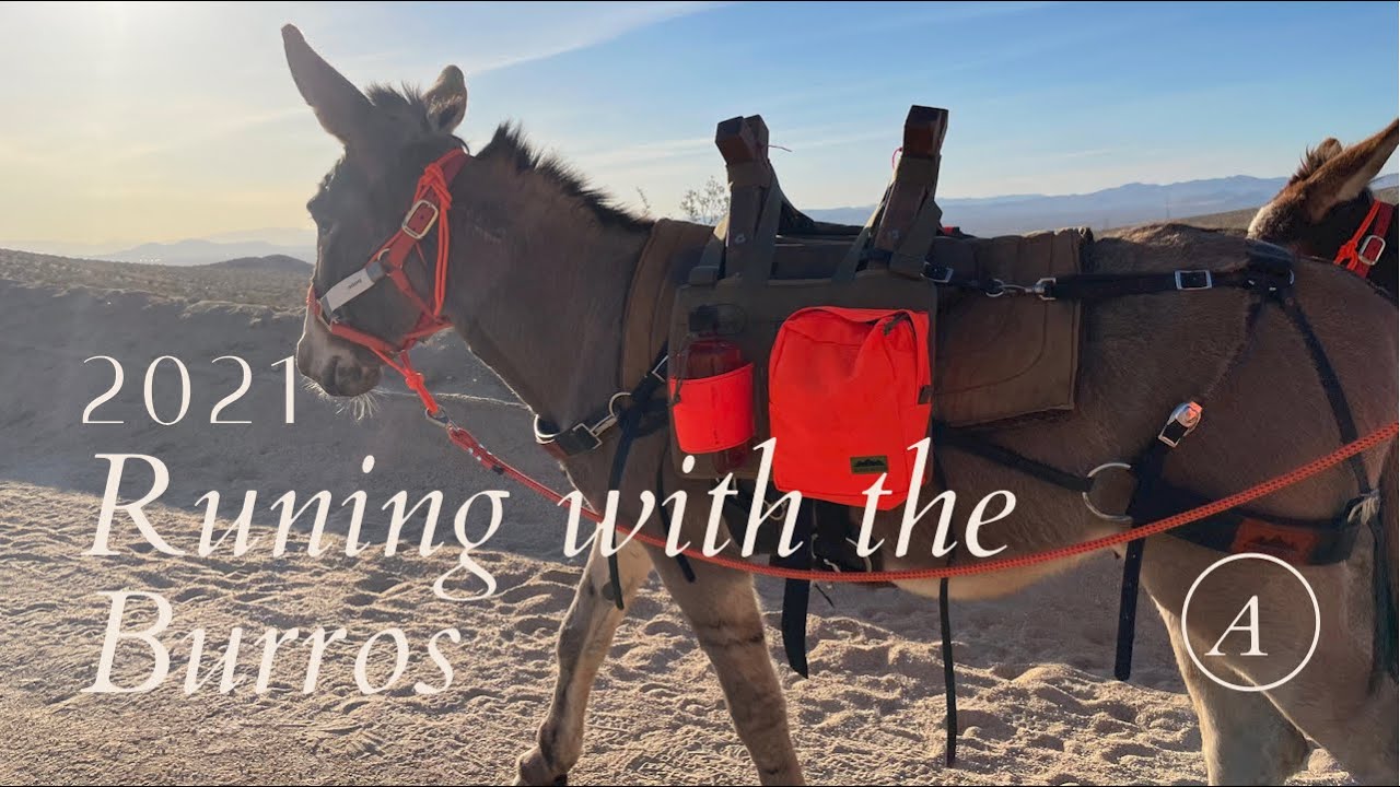 2021 Running with the Burros - YouTube