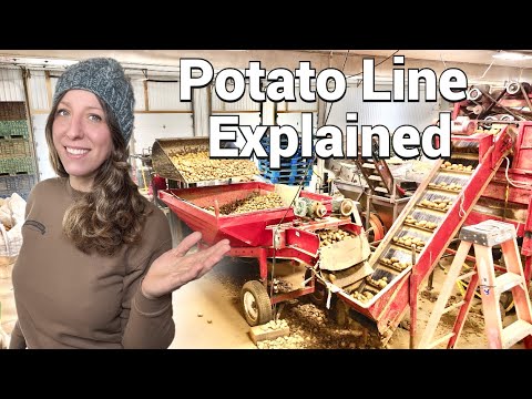 Step-By-Step: Potato Bagging Line Explained (Bin To Bag) - YouTube