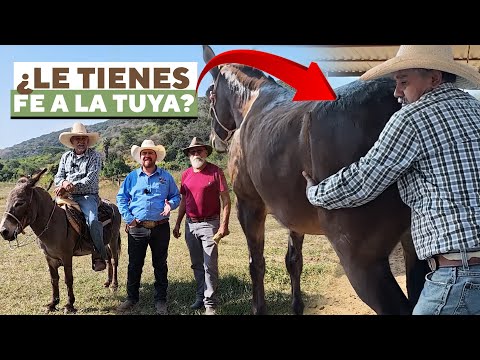 La nobleza no se compra: Mulas criadas con puro respeto.