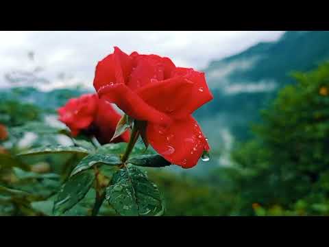 natural flower status  |flower status|whatsapp status|status video |nature |beautiful rose ||