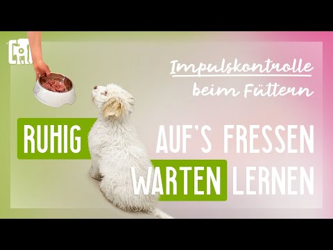 Impulskontrolle beim Füttern - Ruhig aufs Fressen warten lernen