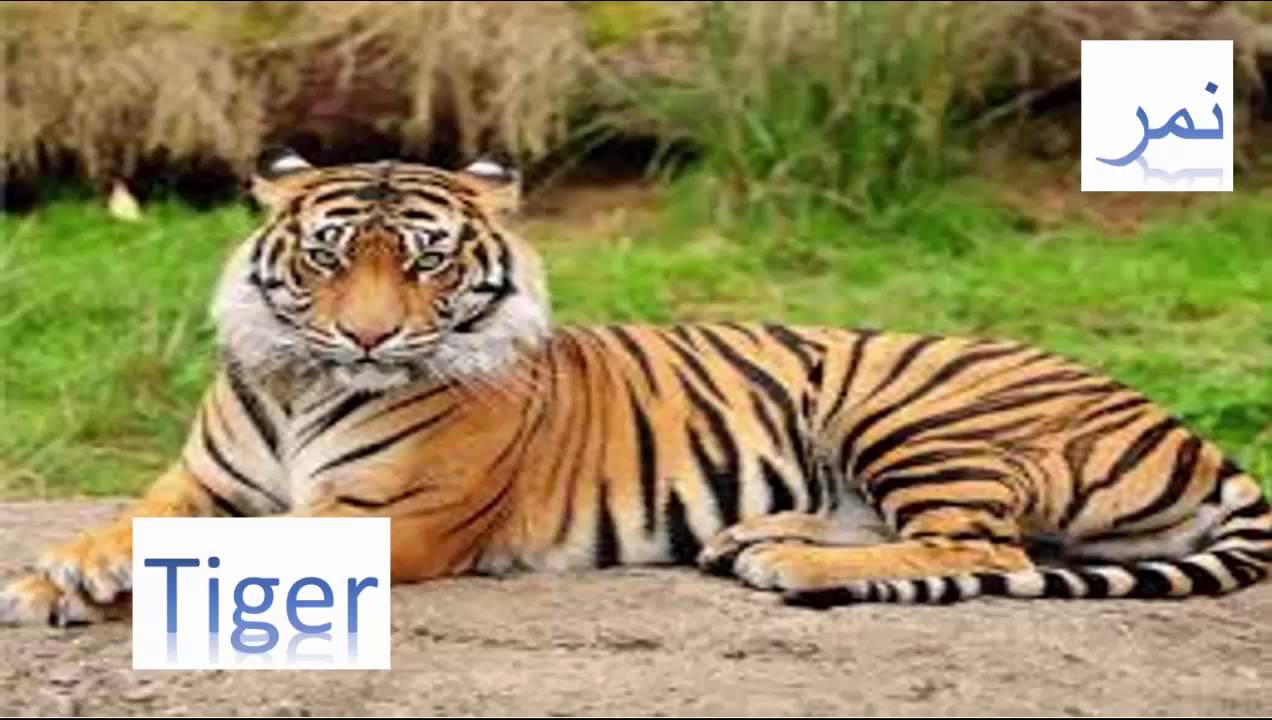 Tiger ||نمر ||Animals Arabic - English ||سلسلة الحيوانات بالعربية ...