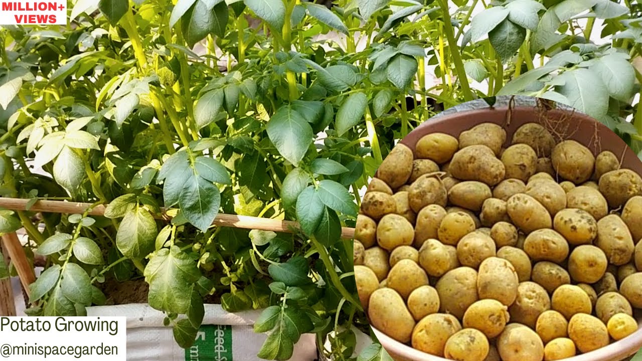 Easy growing method potatoes plant at home, growing potatoes, potatoes ...