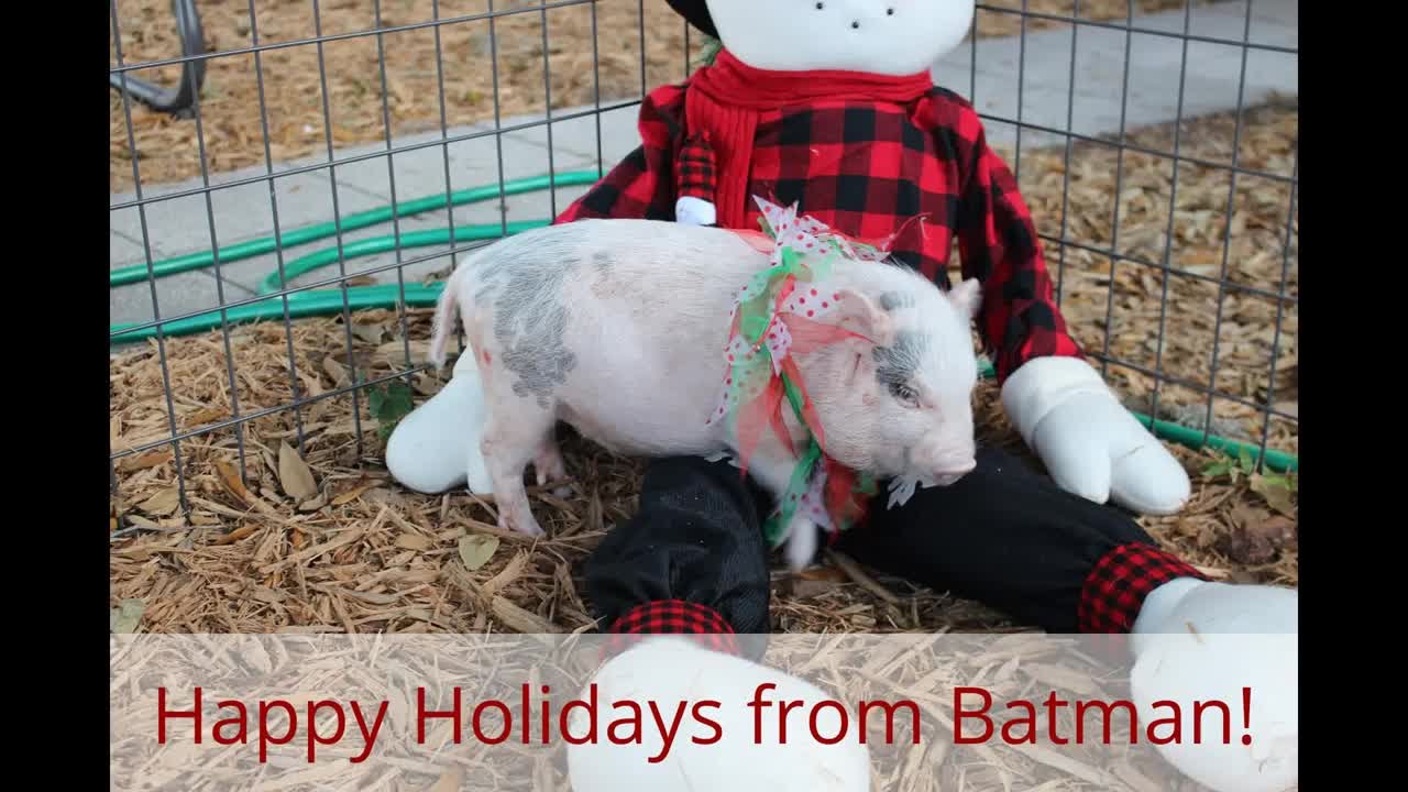 Humane Society of Tampa Bay receives adorable pig, up for adoption ...