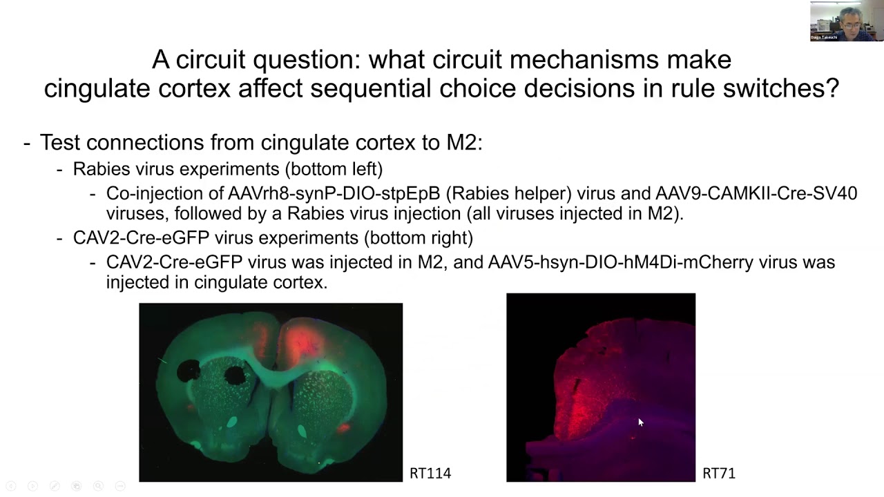 Talk: The role of cingulate-motor circuits for organizing sequential ...