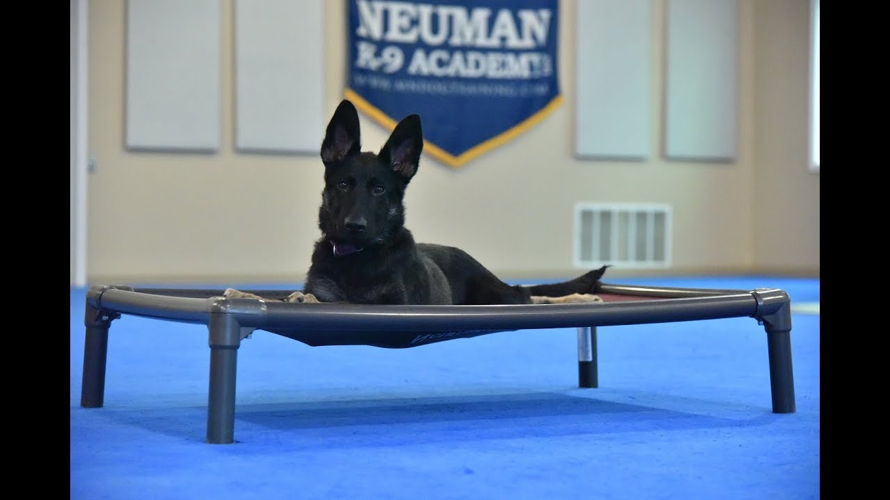Lila (German Shepherd) Puppy Camp Dog Training Video Demonstration ...