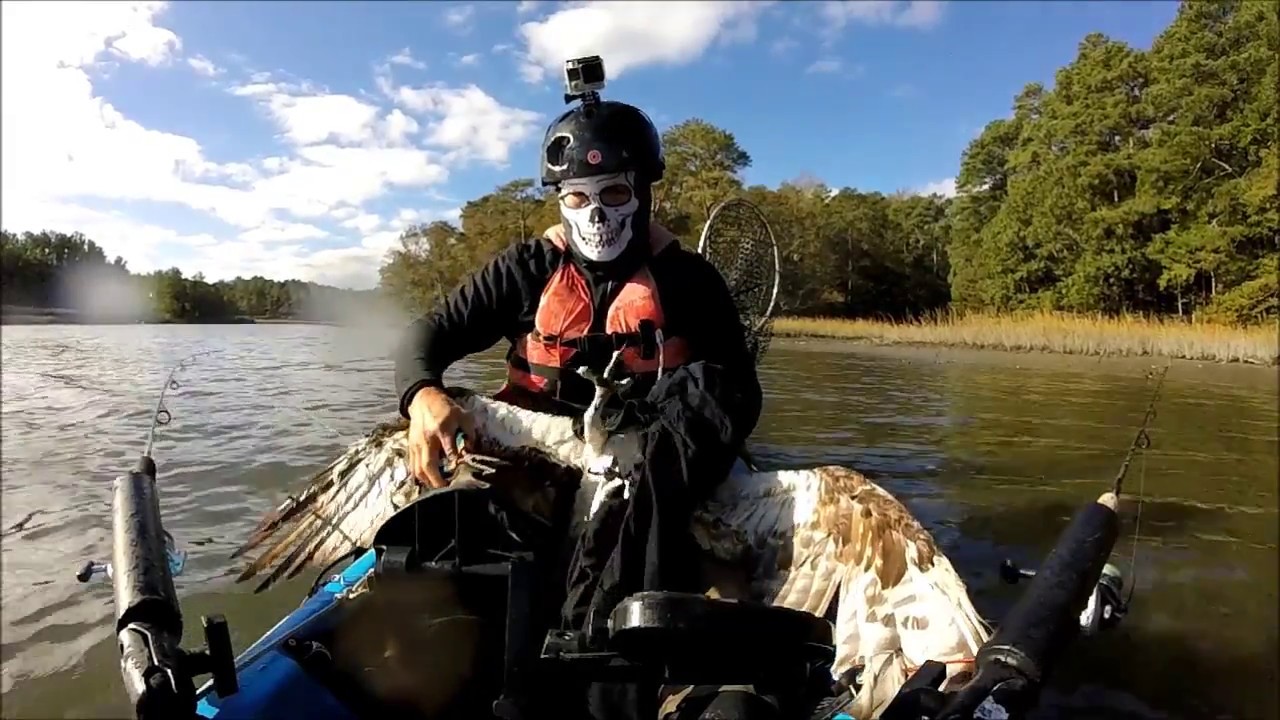 Owl Creek Horror (2016 Halloween Edition) - 30+ Specks and a Sea Hawk ...