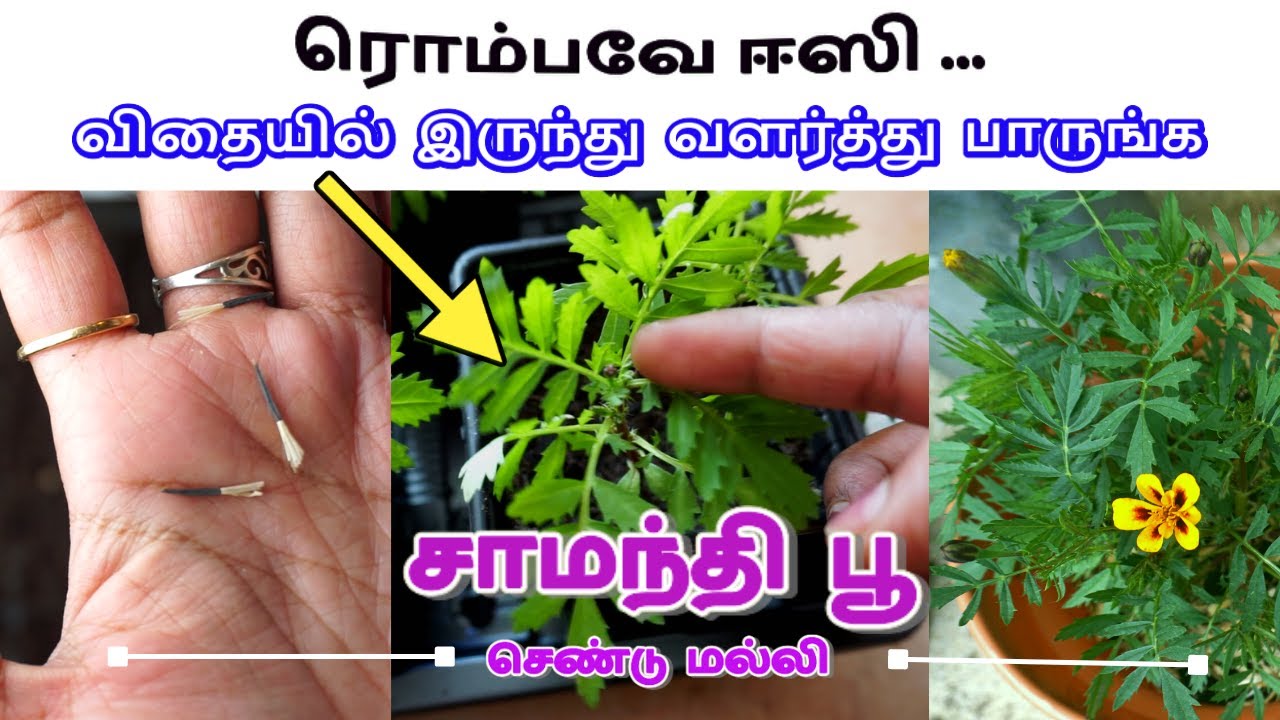 Marigold (samanthi poo)வளர்ப்பு விதையில் இருந்து நாற்று உற்பத்தி ...