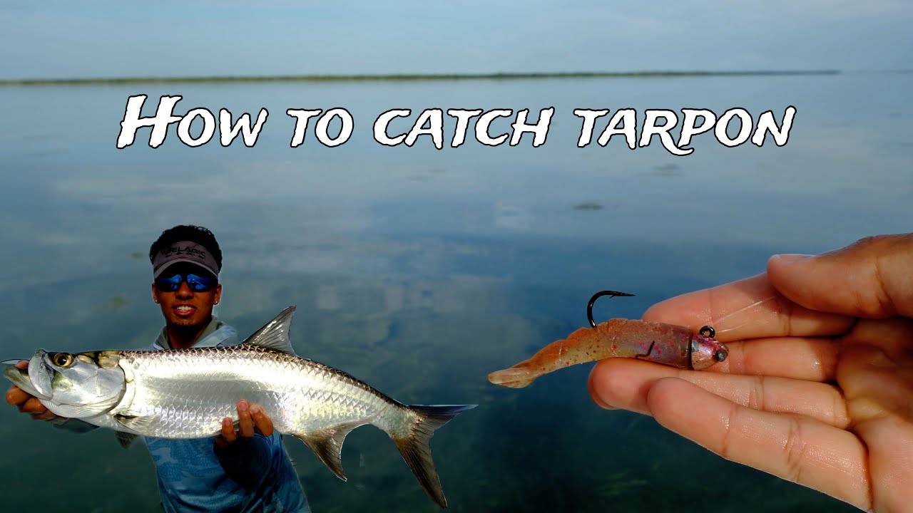 How to catch TARPON in the FLORIDA KEYS !! | NLBN shrimp - YouTube