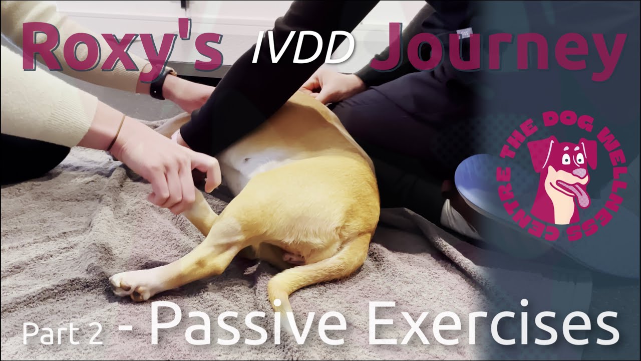 Roxy's IVDD Journey: Part 2 - Passive Exercises - YouTube
