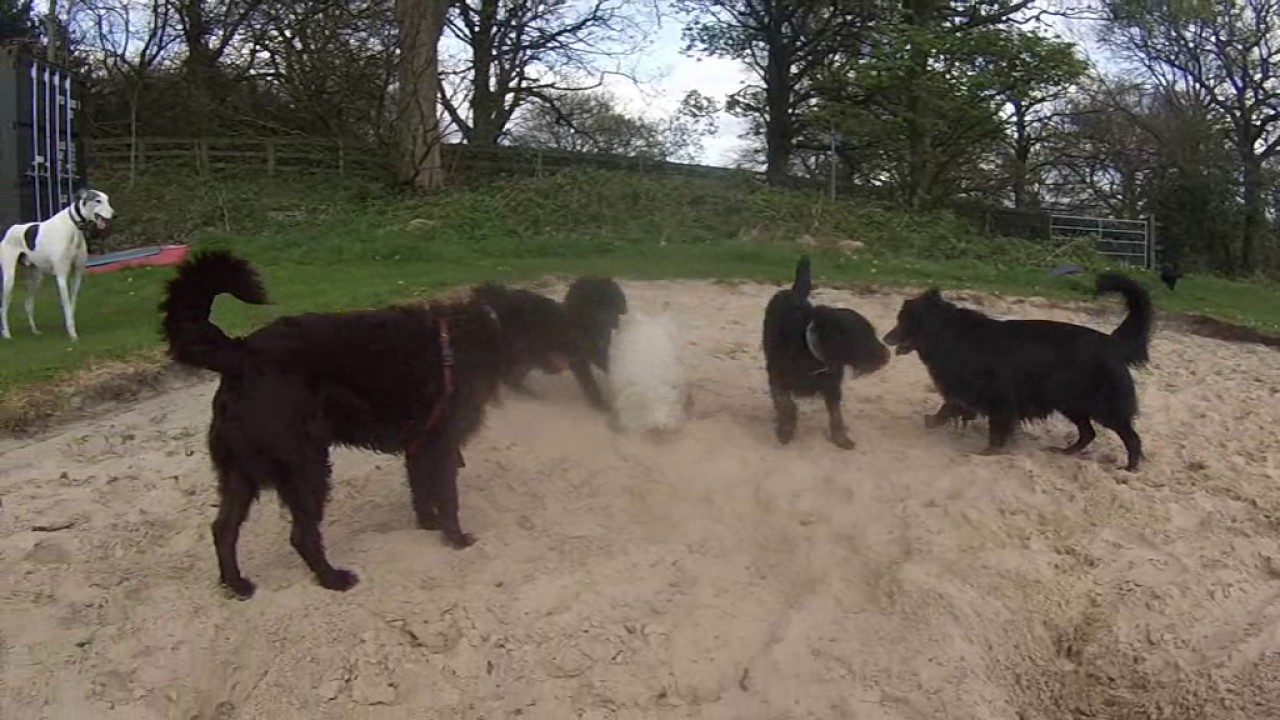 Happy Yappers - YouTube