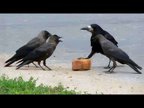 Smart BIRDS Being Absolutely Hilarious!🤣 Top Funny CROW Videos