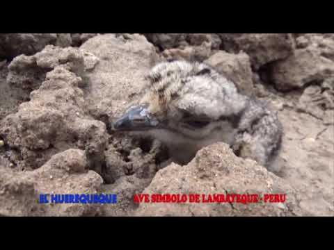 el Huerequeque ave símbolo de Lambayeque y su cría. - YouTube