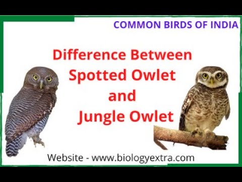 Difference Between Spotted Owlet and Jungle Owlet - YouTube
