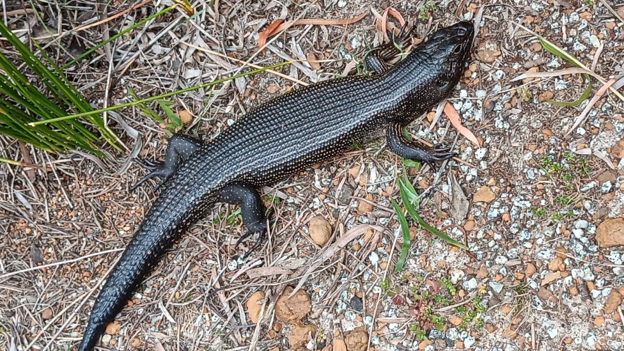 S-hit Loads Of Blue Tongue Lizards 🦎 💙 At The Beach ⛱️ Albany W.A - YouTube