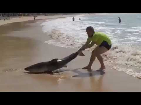 Great White Shark Rescue on the Beach - YouTube