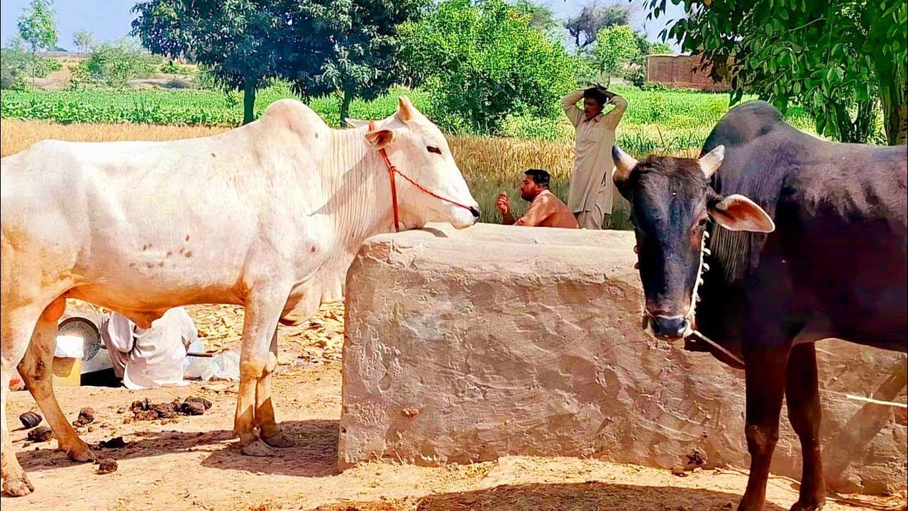 Beautiful bulls and oxen in village | Rural punjab bull lifestyle ...