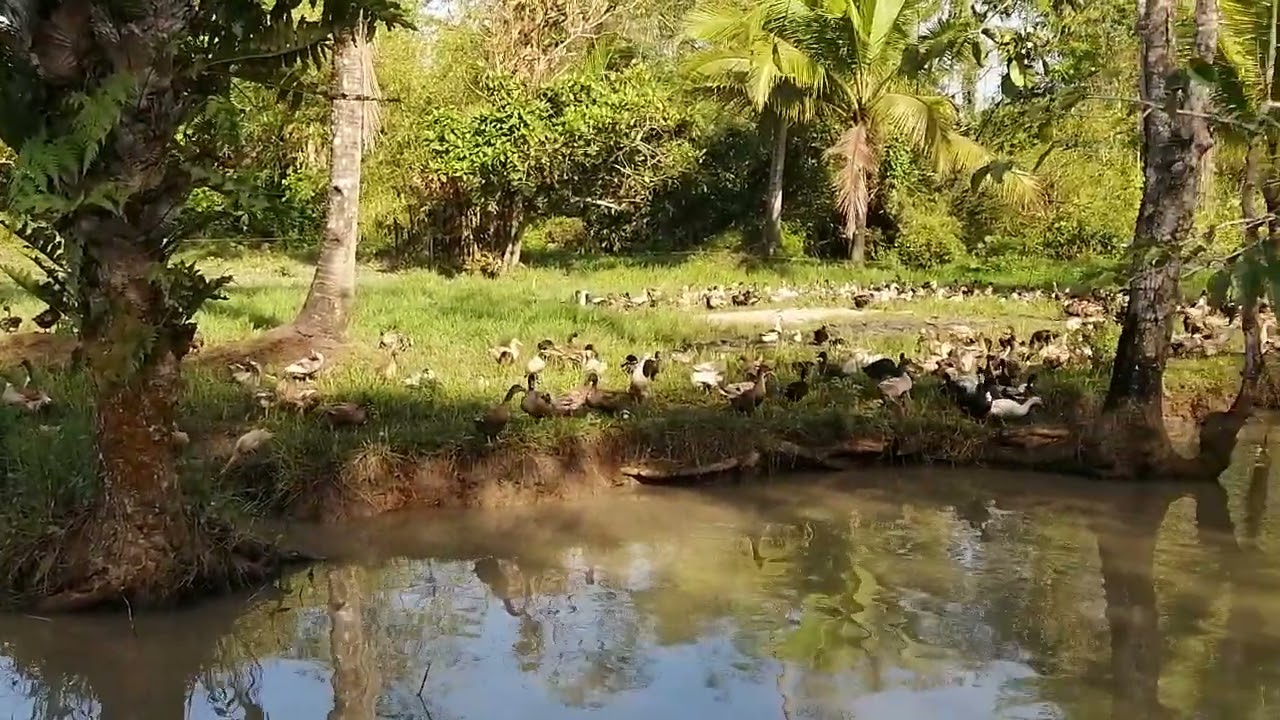 DUCK/ITIK FARM - YouTube