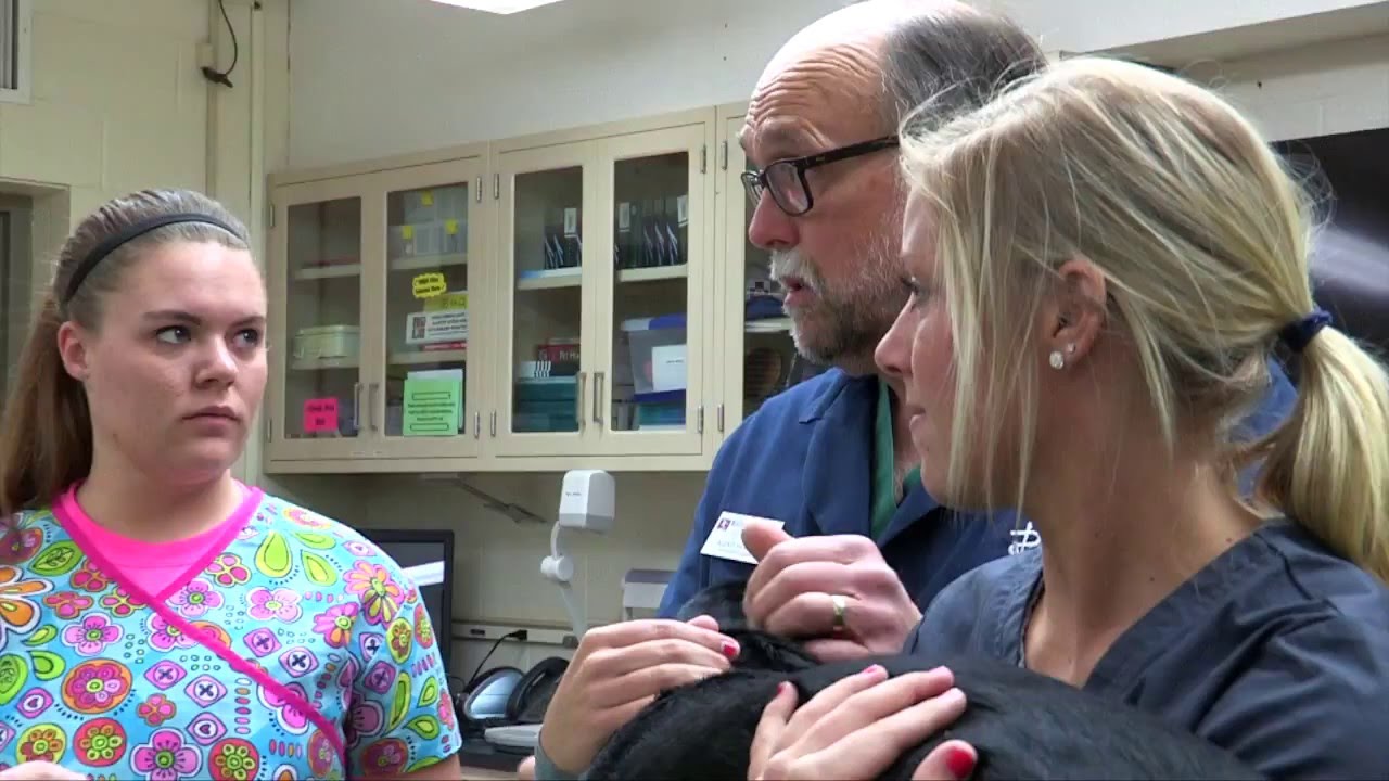 Ridgewater's Vet Tech Program Youtube - YouTube