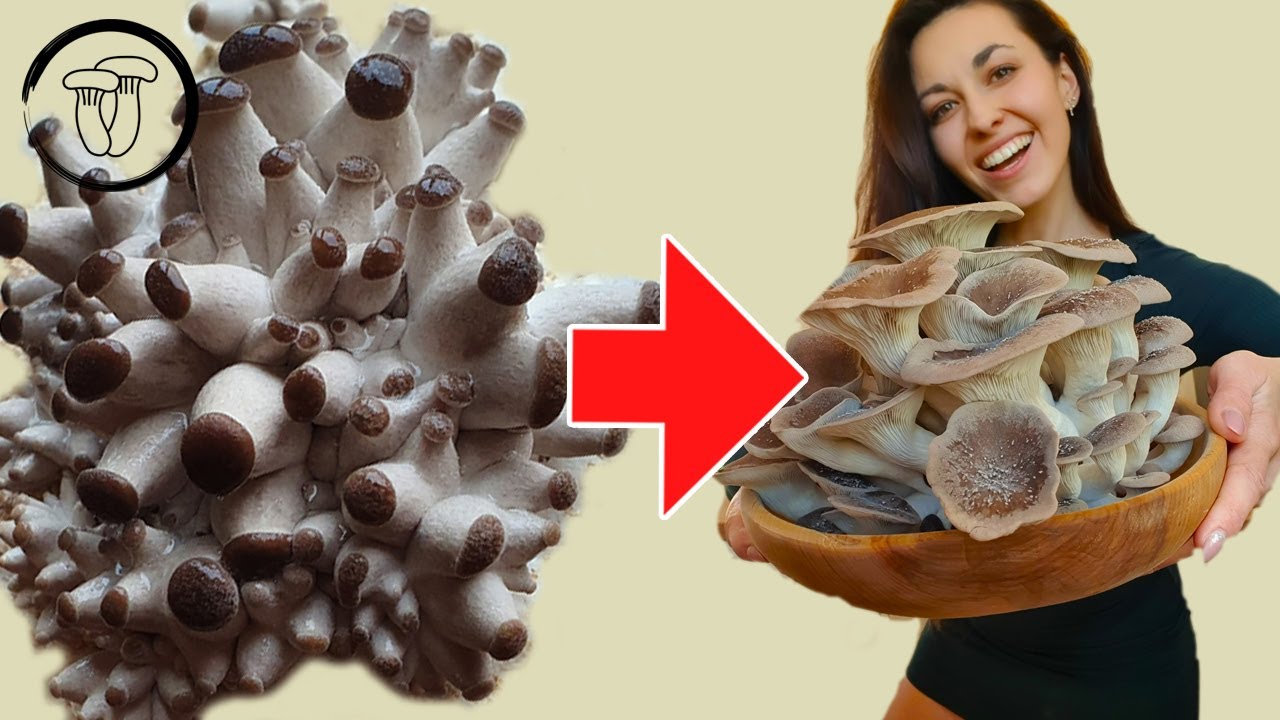 Znáš tento druh hlívy? Hlíva černá perla - pěstování hub doma. - YouTube