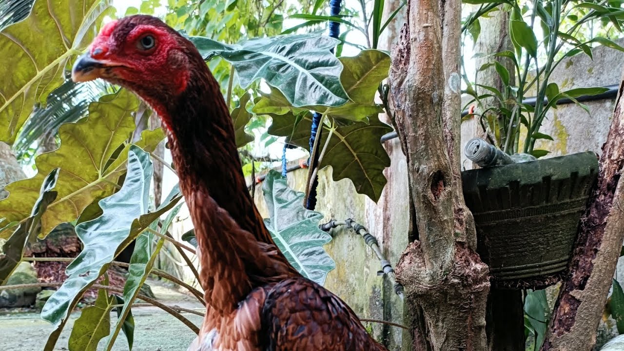 PURE JAPANESE SHAMO TANAKA | Shamo Hen | Banayad Shamo Pinas | Pearl ...