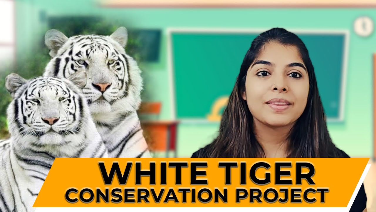 White Tigers Unveiled | Conservation, Cubs, Birthday Celebrations, and ...