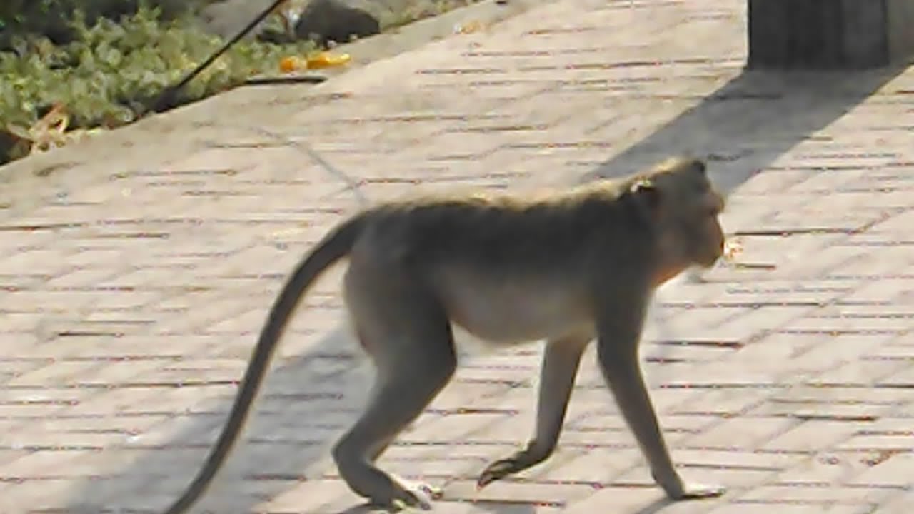 monkeys doing monkey things ! 6 ! good dacha asl - YouTube
