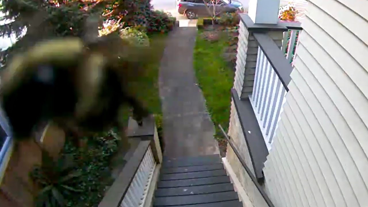 Bumble Bee Got Caught On A Surveillance Cam 🐝 - YouTube