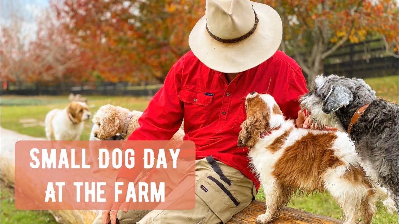 Small Dog Day at the Farm - YouTube