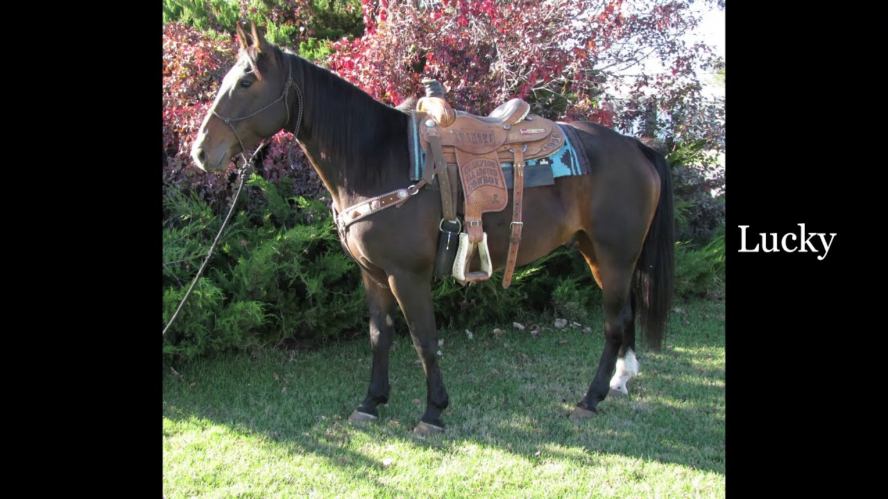 Lucky Moose Barbie and Captain - YouTube