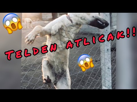 Misafir geldi ‘Tango’ bizimkiler pek misafir perver değil 😃🤦🏻🤷🏻‍♂️ #malaklı #kangal #ŞARBAYKİNG