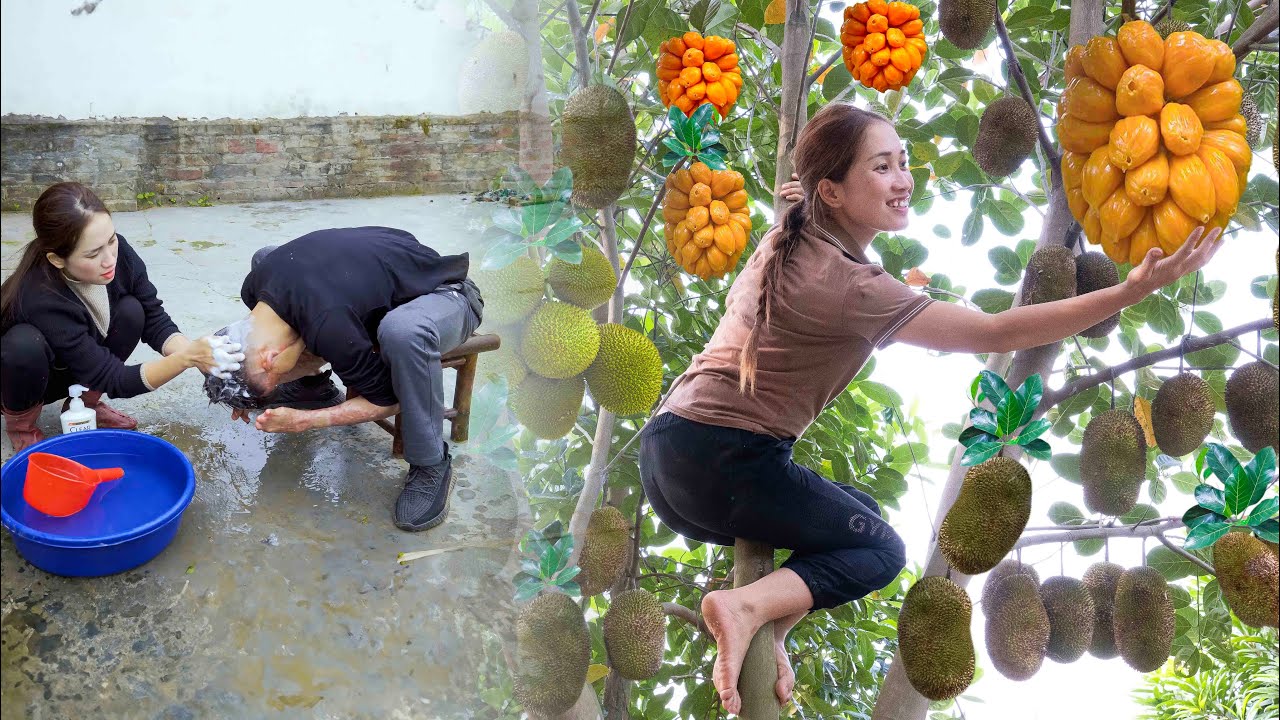Helping my disabled brother wash his hair - Harvesting Female Jackfruit ...