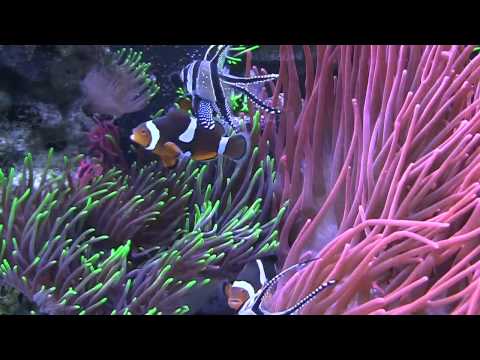 Enchanted Aquarium from the iPhone App