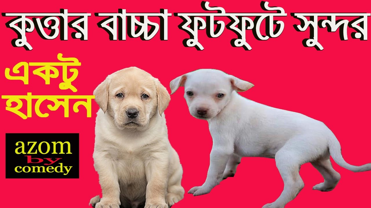 2023 NEW COMEDY Kuttar Baccha Futfute Sundor Funny Fakir Saheb - YouTube
