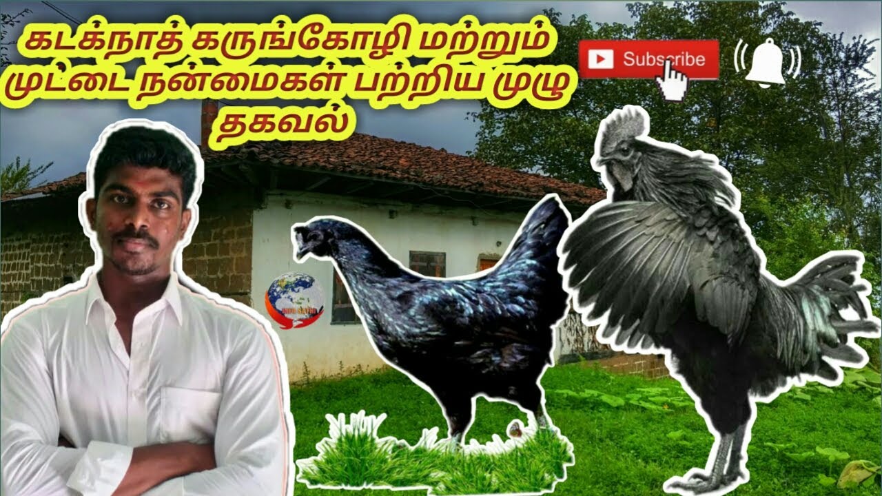 கருங்கோழி மருத்துவ பயன்கள் | Kadaknath Chicken Health Benefits Tamil ...