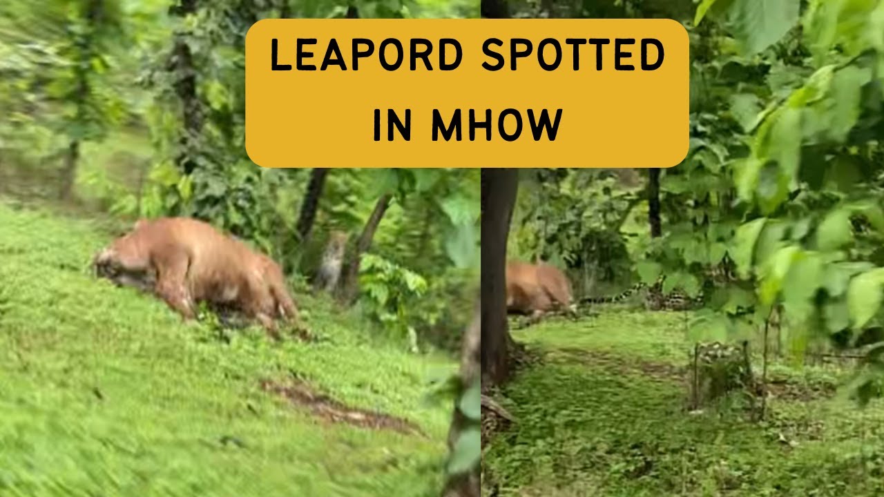 Leopard spotted near Mhow in Kalakund Jungle | Leopard near Indore ...