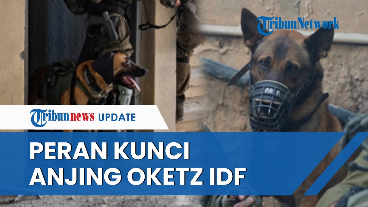 Mengenal Unit Anjing Oketz K-9 IDF, Memainkan Peran Kunci dalam Operasi ...